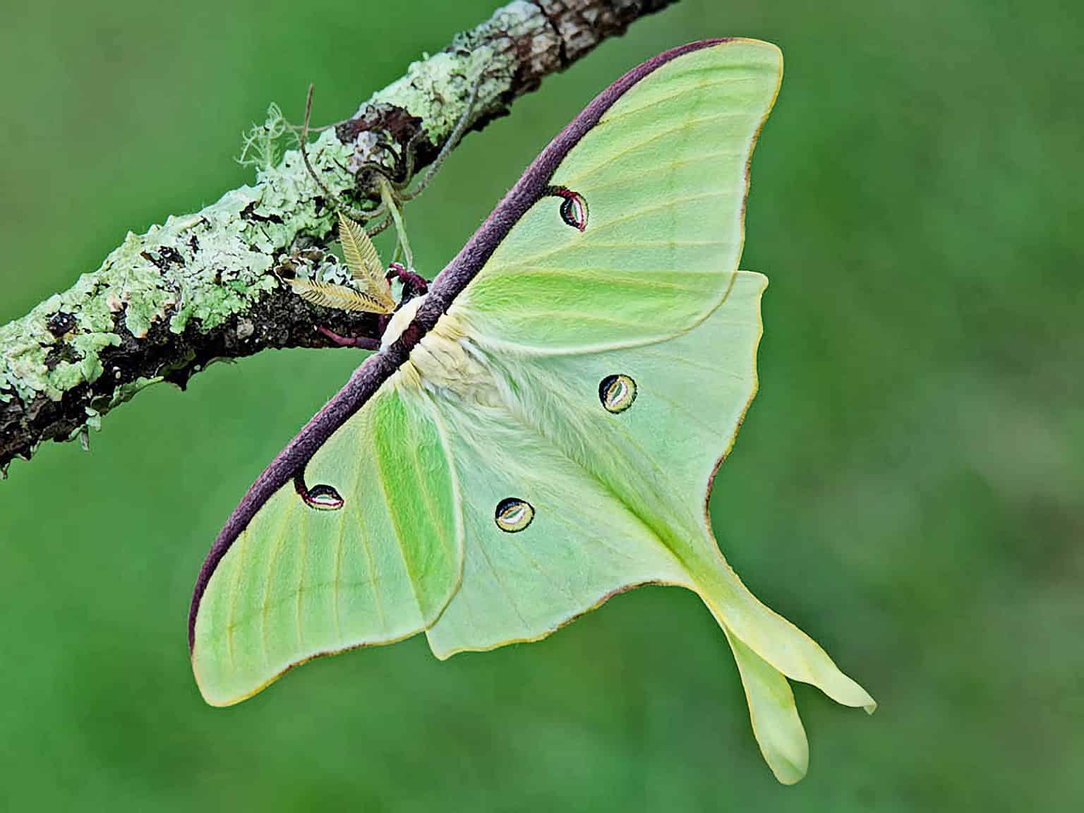 Luna Moth Insect Facts - Actias luna - A-Z Animals