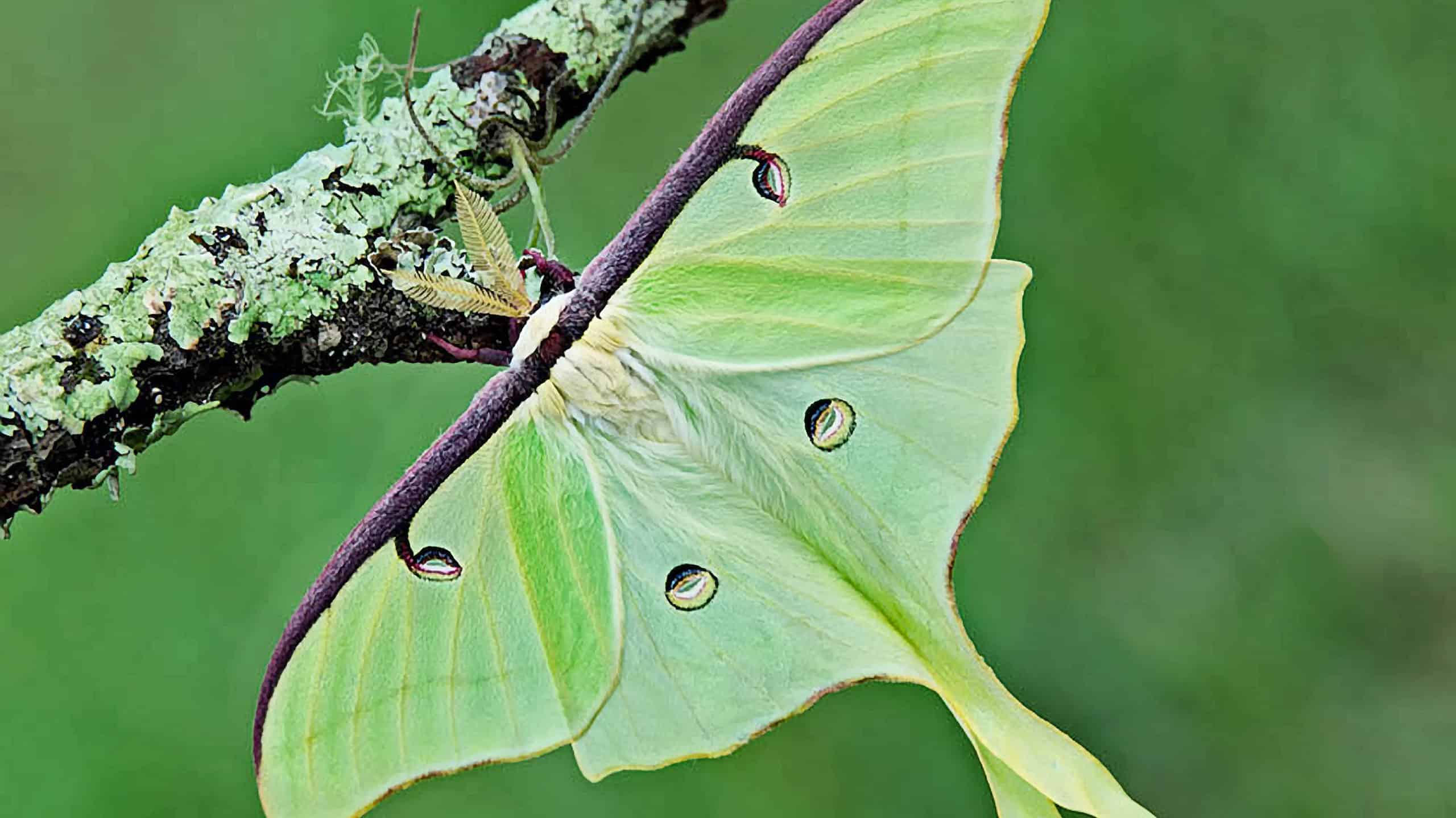 What Do Luna Moths Eat A Z Animals What Do Luna Moths Eat A Z Animals