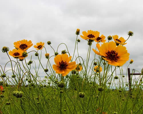 10 Native Plants in Nebraska - A-Z Animals