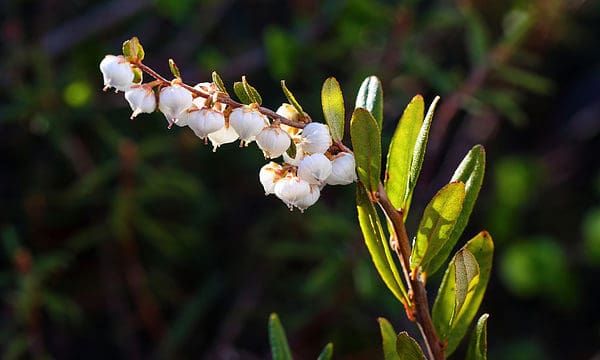8 Native Plants in Rhode Island - A-Z Animals
