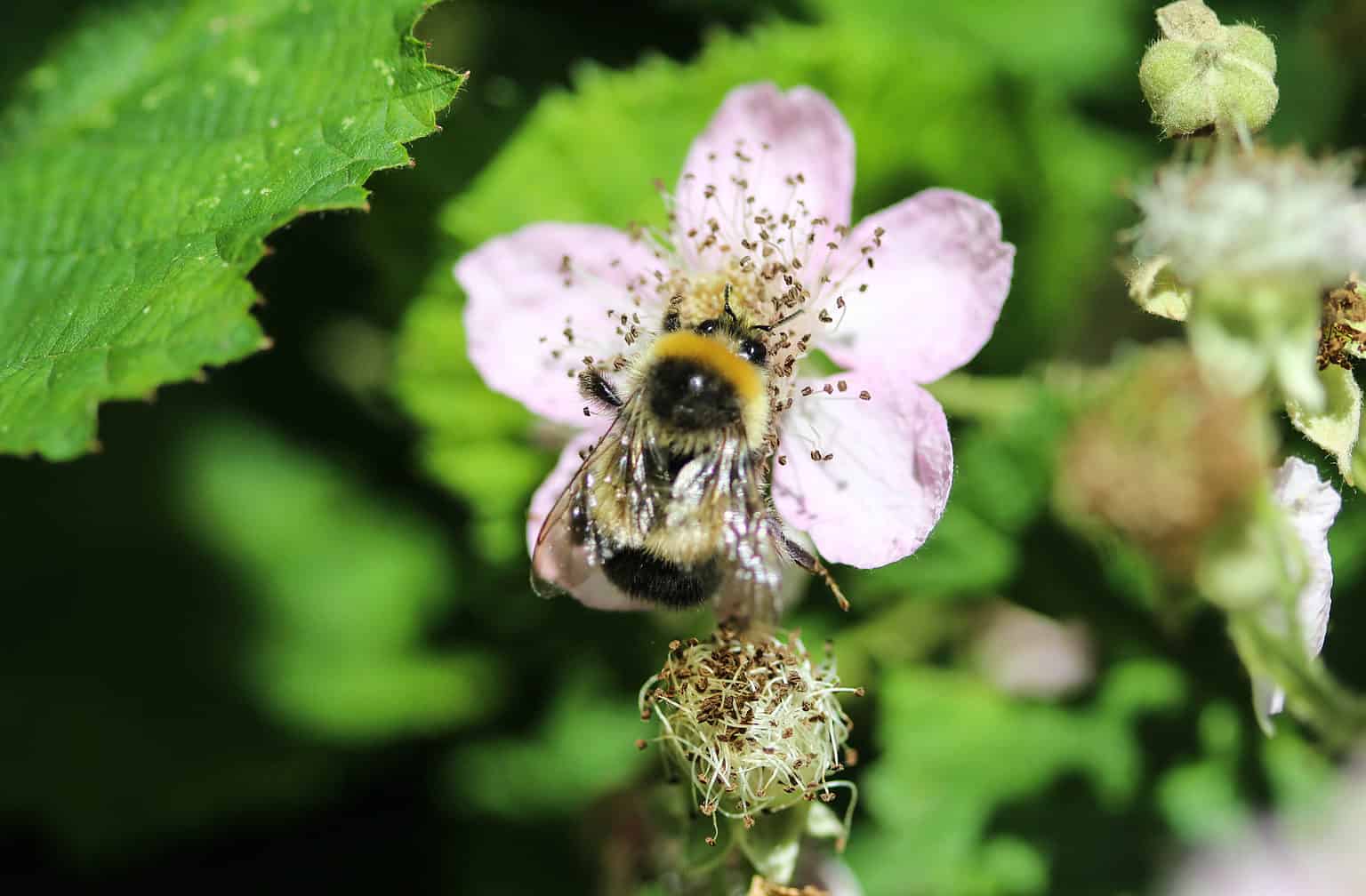 Gypsy Cuckoo Bumblebee Insect Facts - Bombus bohemicus - A-Z Animals