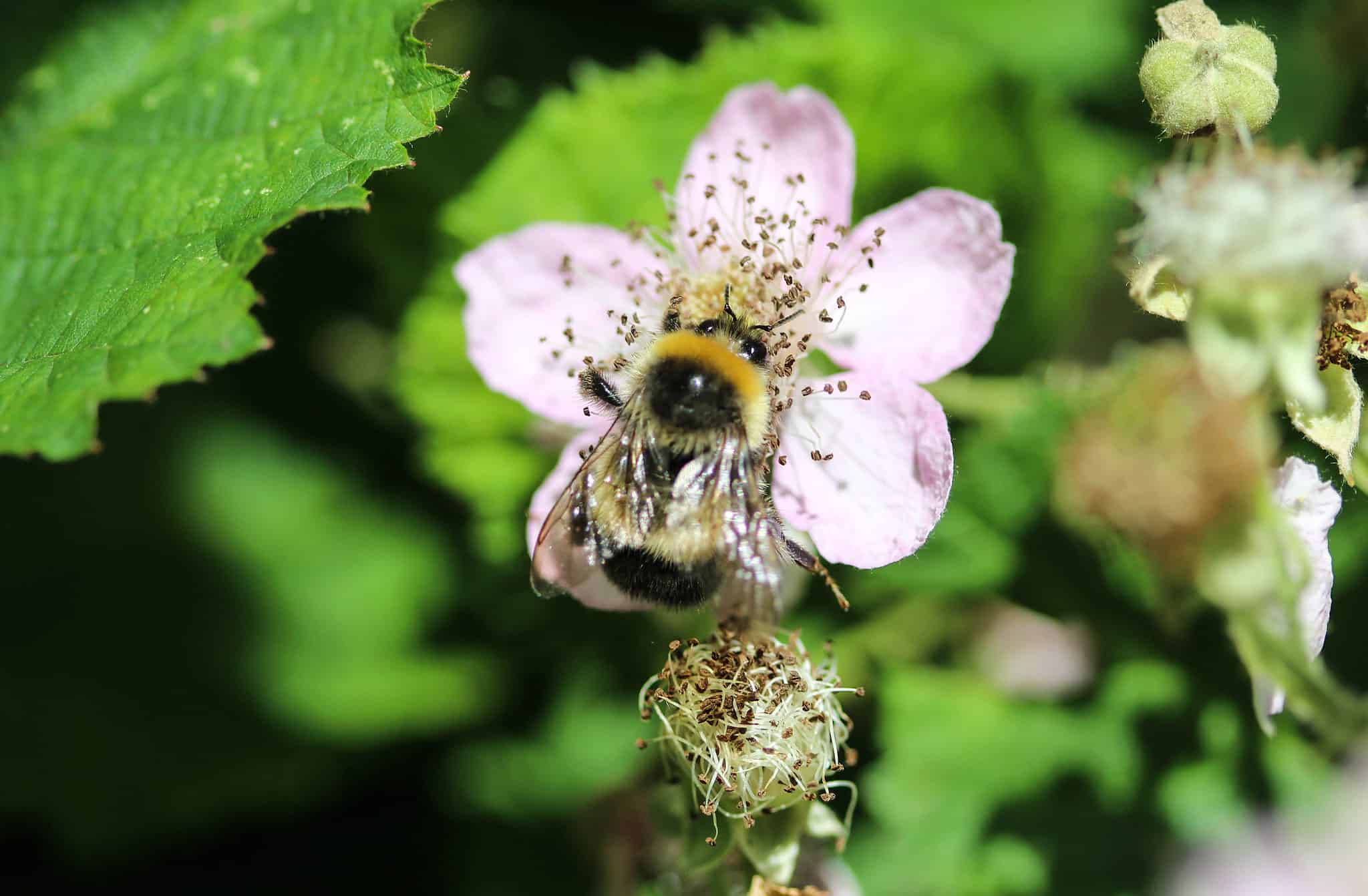 Gypsy Cuckoo Bumblebee Insect Facts - Bombus bohemicus - A-Z Animals