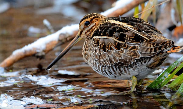 All Types of Wading Birds - A-Z Animals