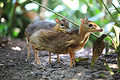 Mouse-Deer (Chevrotain) Animal Facts | Tragulidae - A-Z Animals
