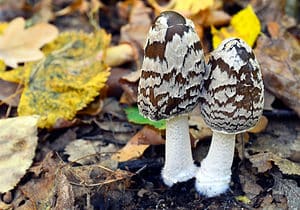Types of Inky Cap Mushrooms - A-Z Animals