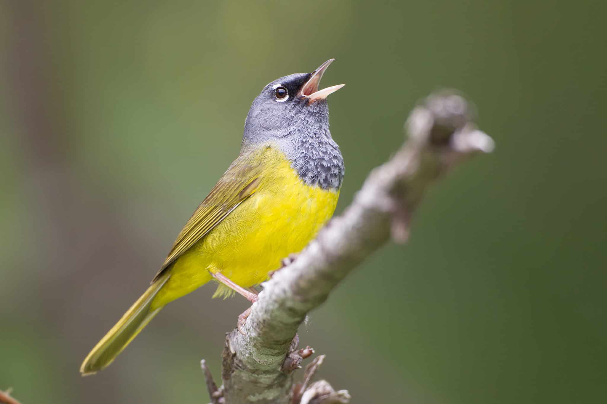 Wildlife in Washington - Types of Washingtonian Animals - A-Z Animals