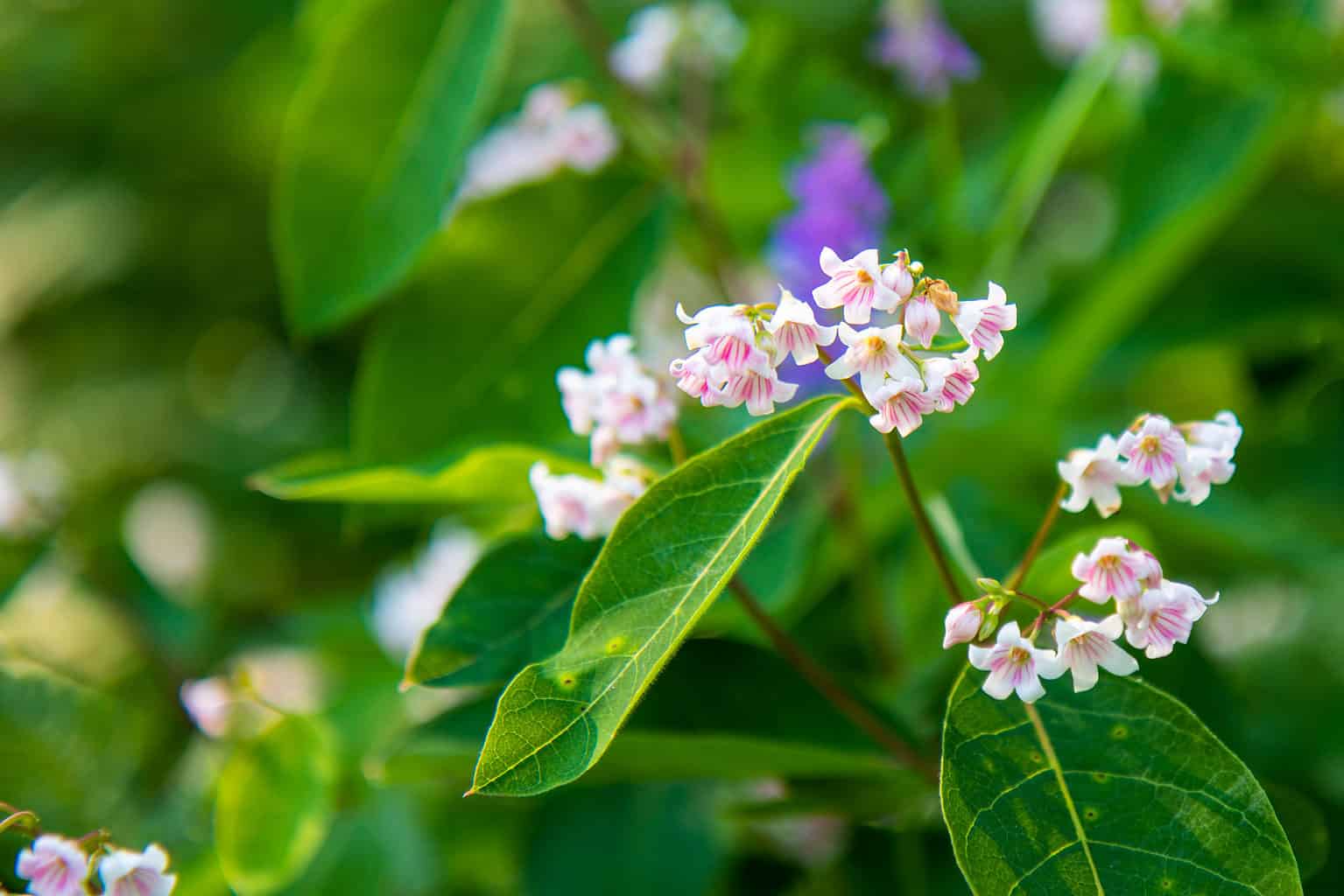 8 Native Plants in Wyoming - A-Z Animals