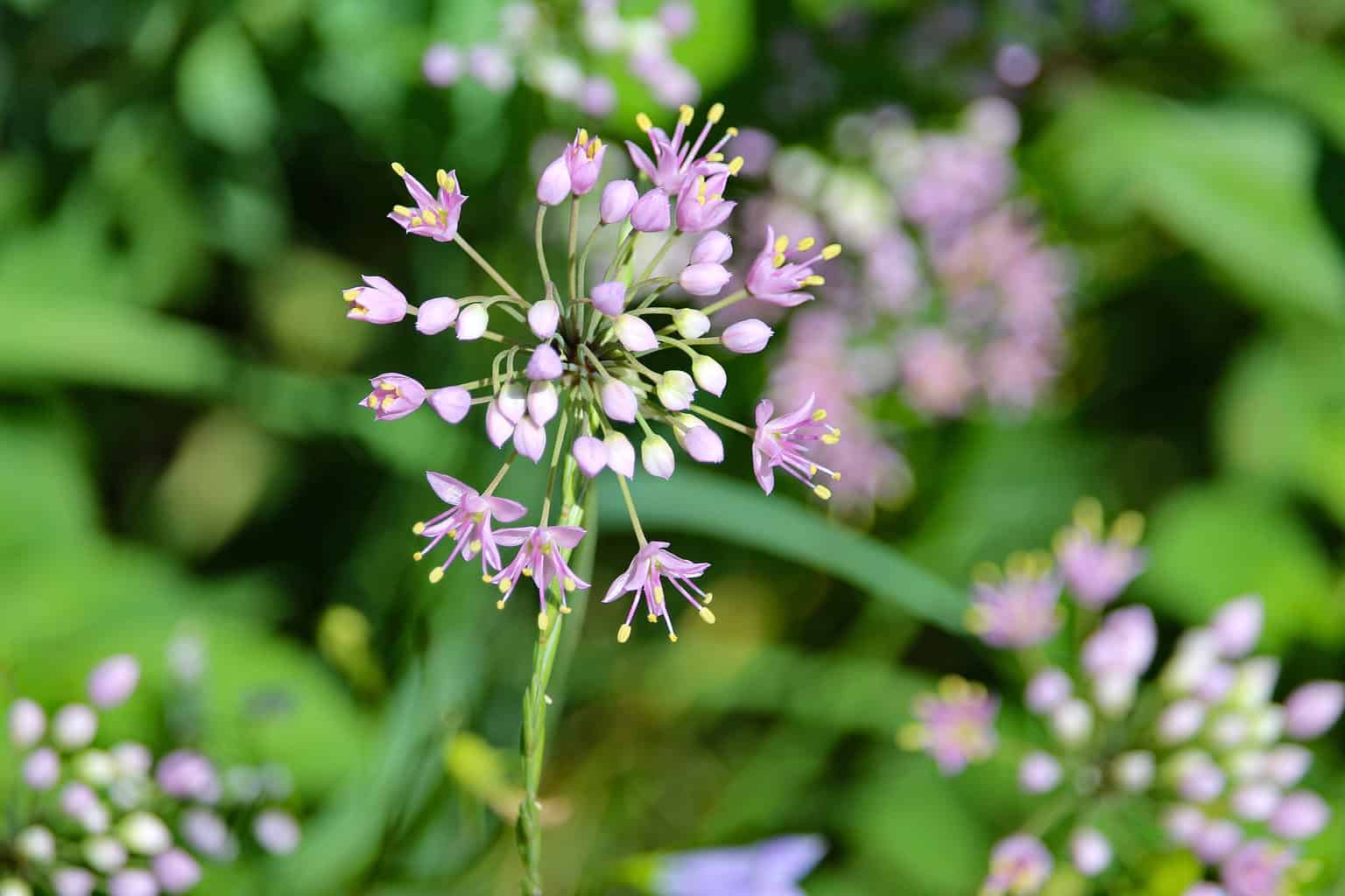 8 Native Plants in Wyoming - A-Z Animals