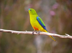 15 Types of Migrating Birds - A-Z Animals