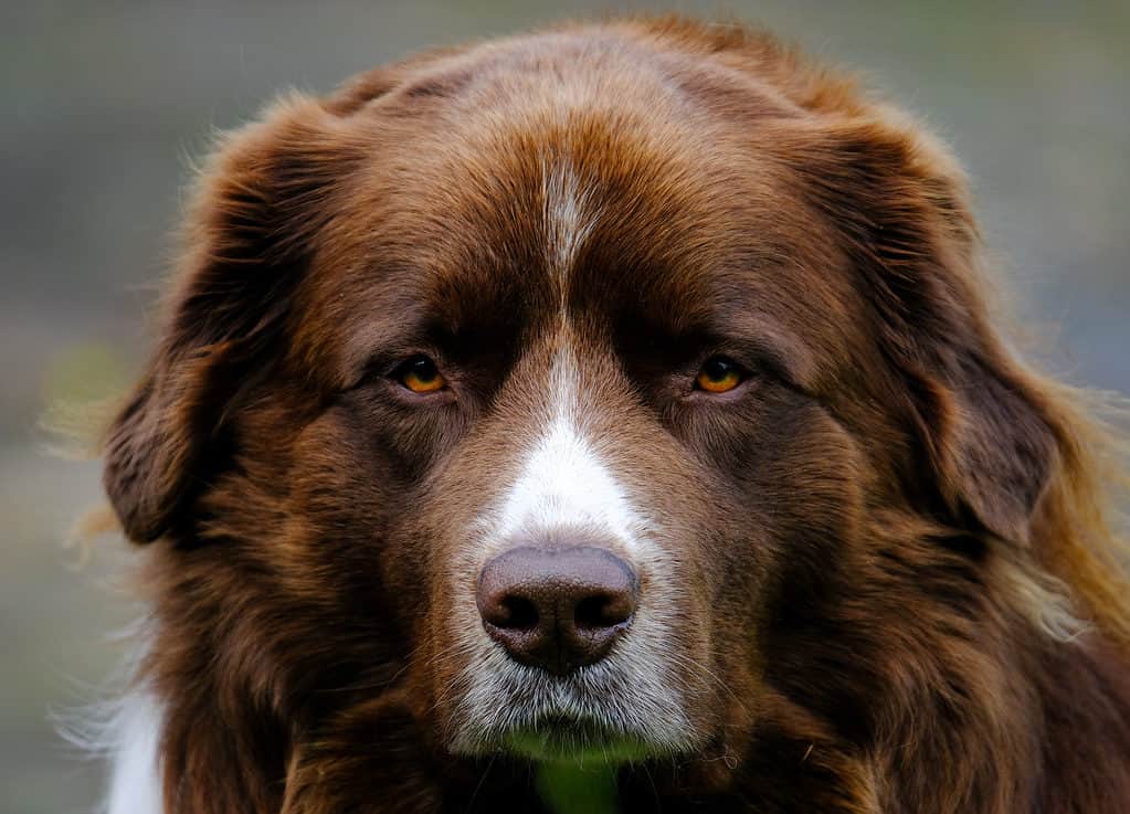 Great Pyrenees Mix Animal Pictures | A-Z Animals