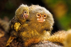 Finger Monkey Lifespan: How Long Does a Finger Monkey Live? - A-Z Animals