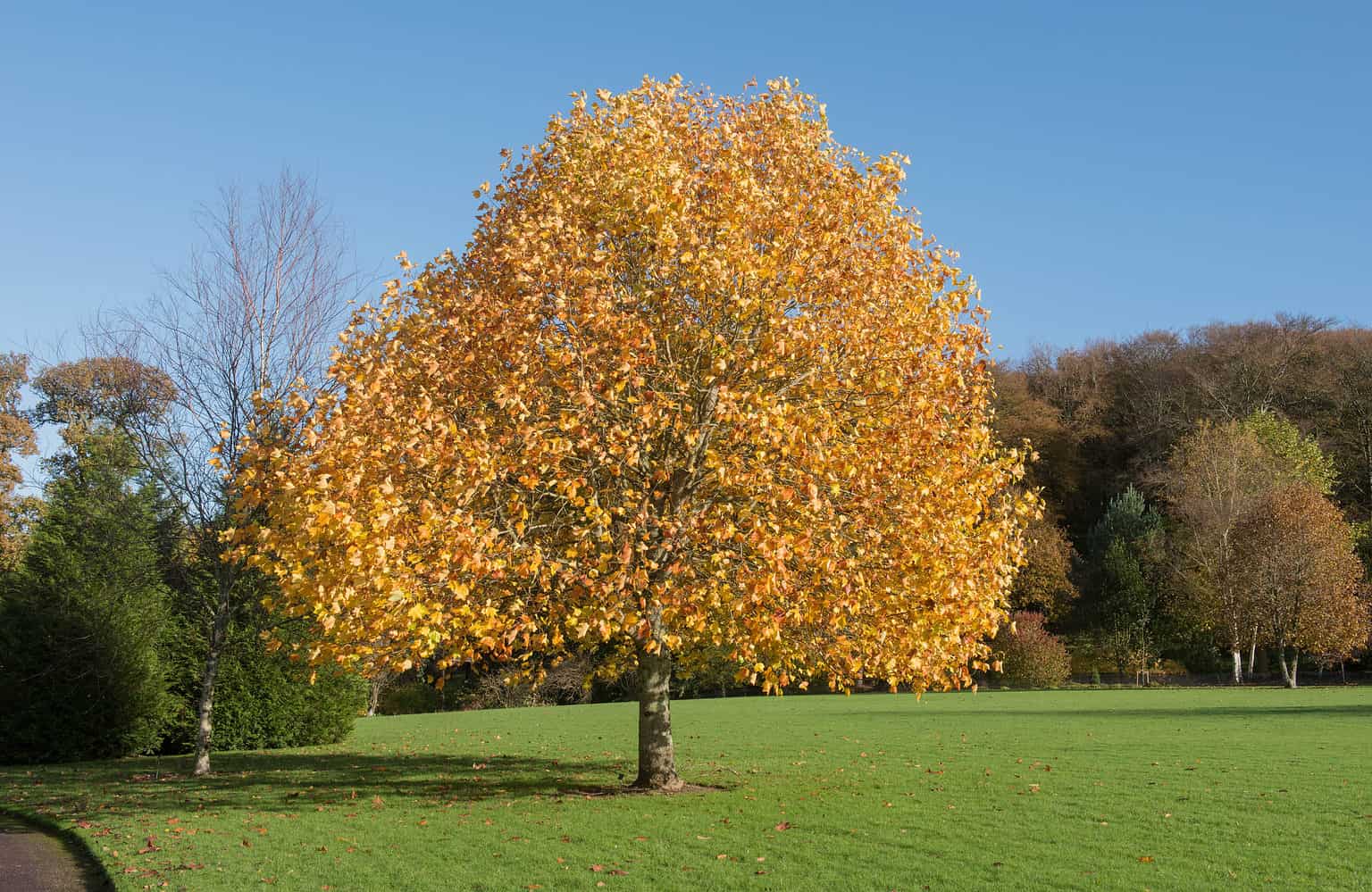 10 Grand Trees có nguồn gốc từ New York ⋆ Cá cảnh mini