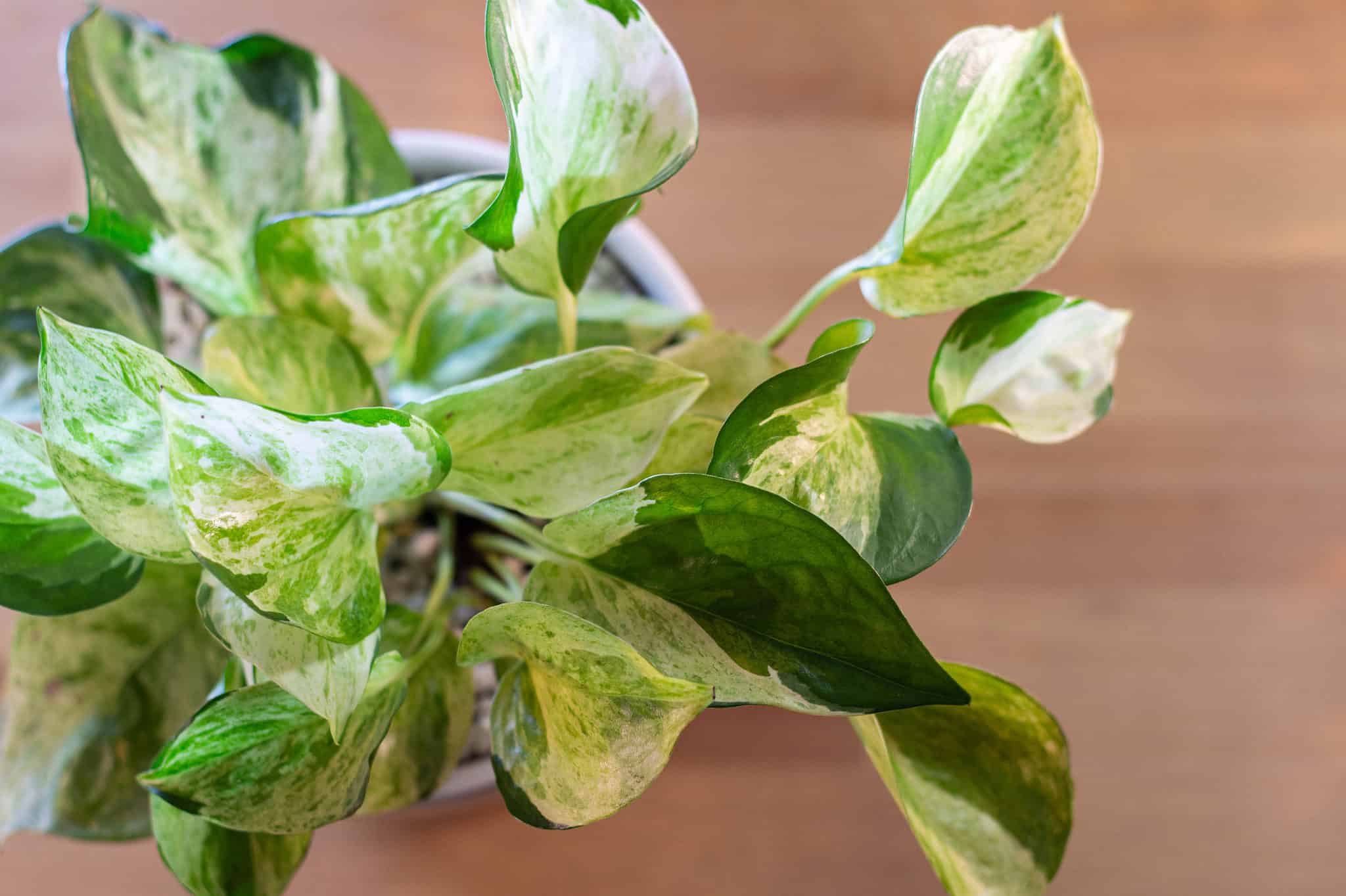 Discover 3 Types of Rare Pothos - A-Z Animals