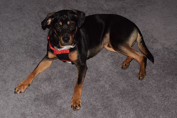 Beagle Mix Dog Breed Complete Guide - A-Z Animals