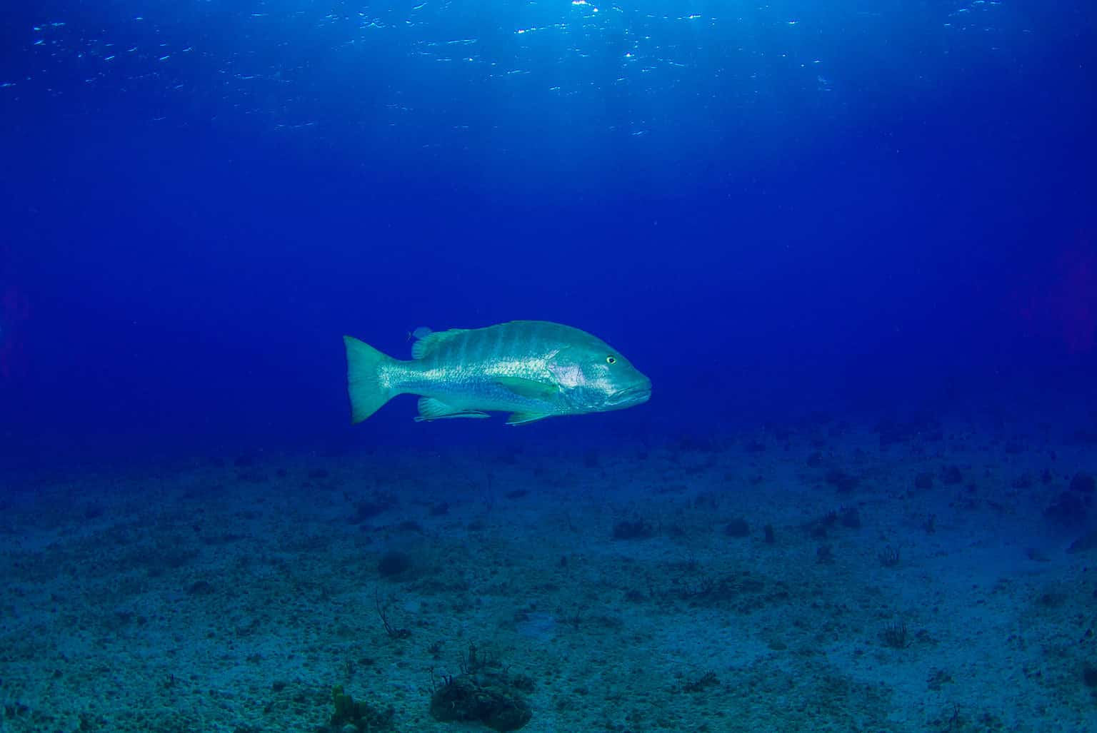 Cubera Snapper Fish Facts - Lutjanus cyanopterus - A-Z Animals