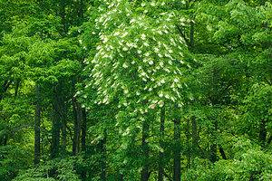 The 15 Most Iconic Trees Native to Alabama - A-Z Animals