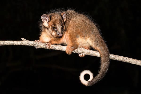 Possum Animal Facts - Diprotodontia - A-Z Animals