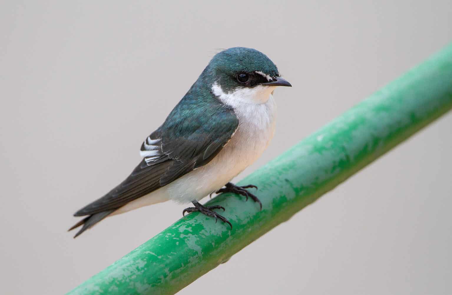 Types of Bird Beaks - A-Z Animals