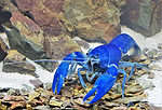 Yabby - A-Z Animals