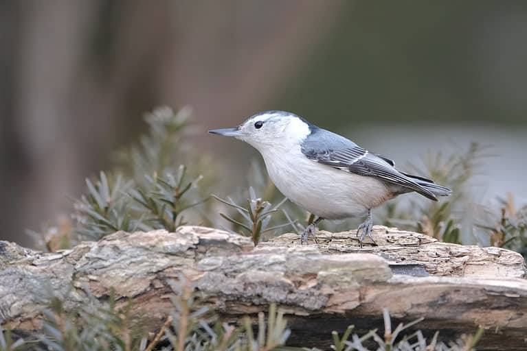 26 Birds That Spend Their Winters in Kentucky - A-Z Animals