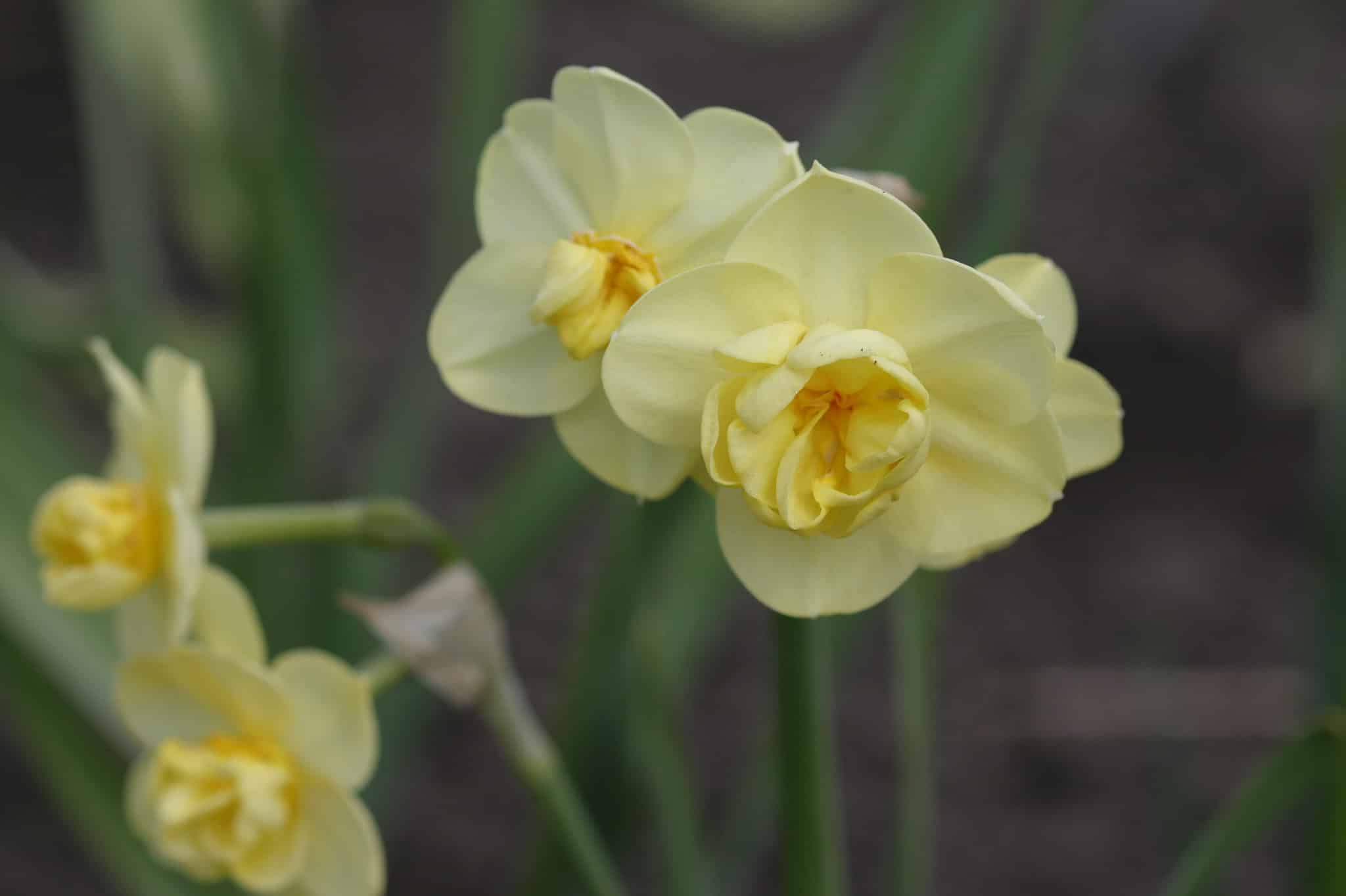 14 Types of Double Daffodils - A-Z Animals