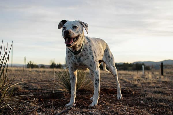 Pointer Mix Dog Breed Complete Guide - A-Z Animals
