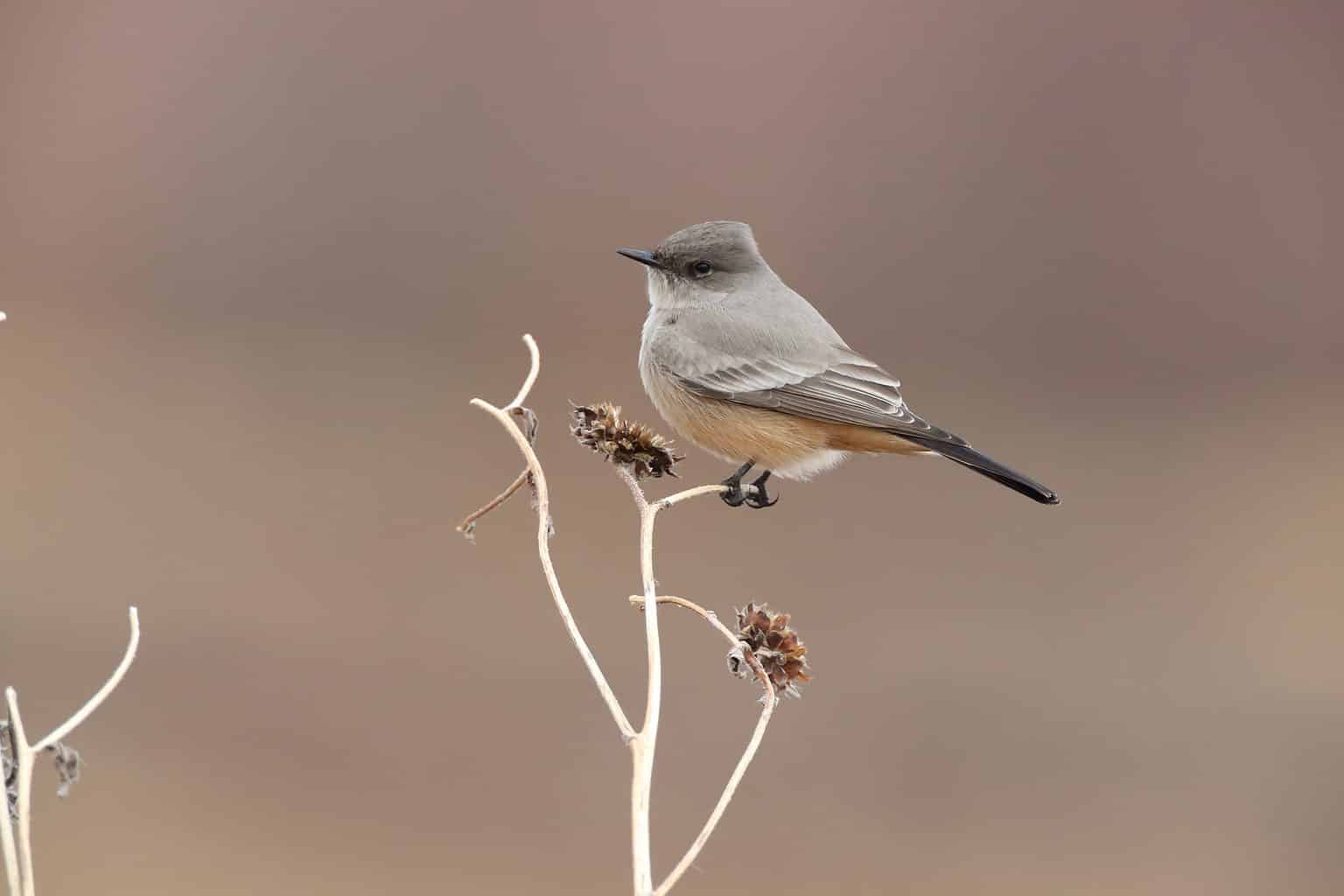 15 Types of Migrating Birds - A-Z Animals