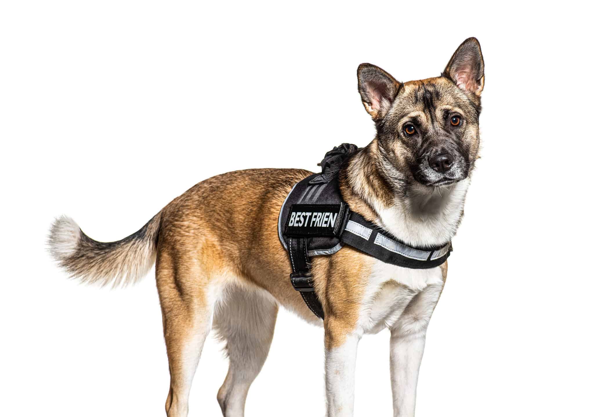 Akita Shepherd Animal Facts - Canis lupus familiaris - A-Z Animals