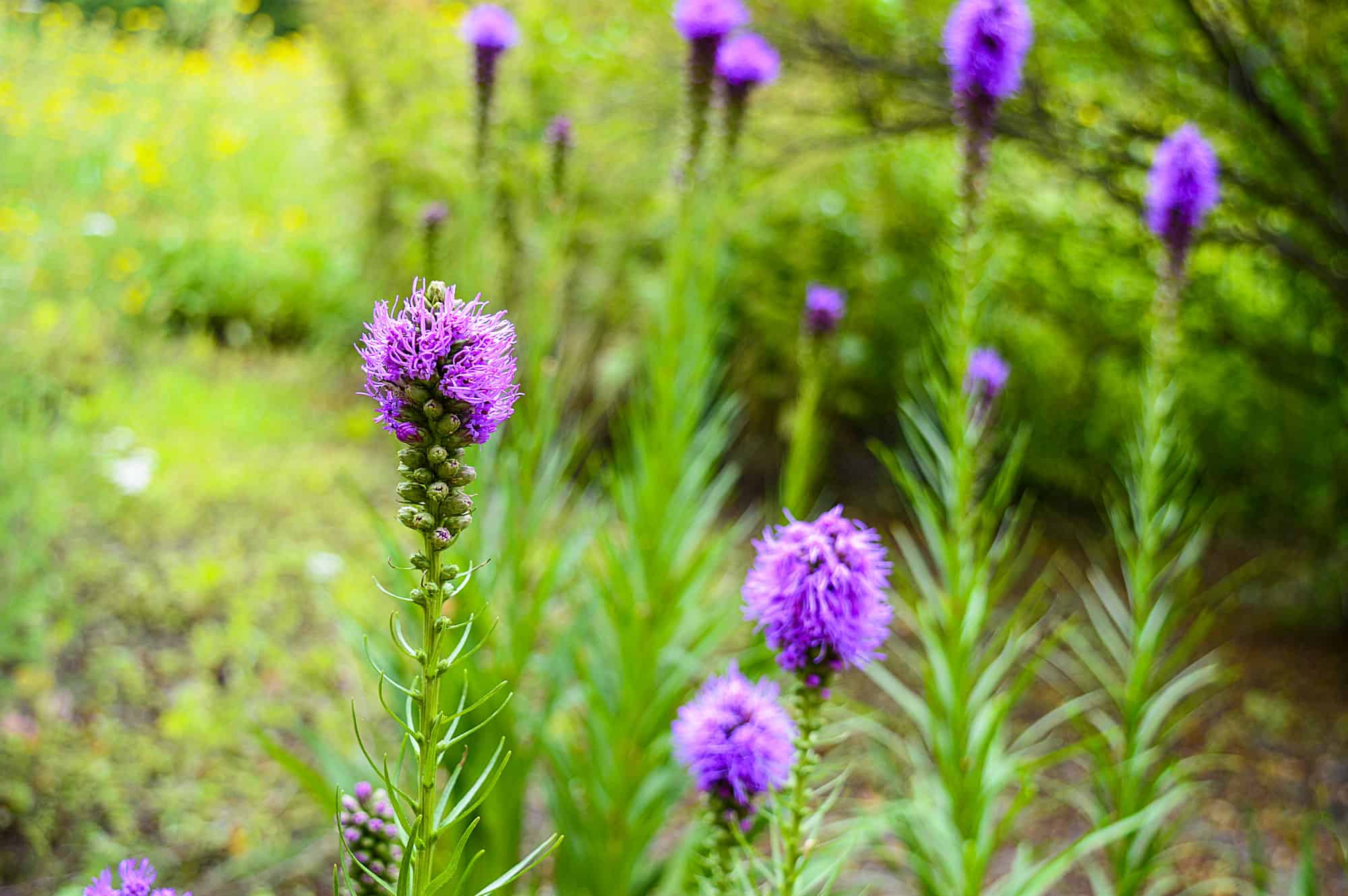 29 Beautiful Flowers That Start With G