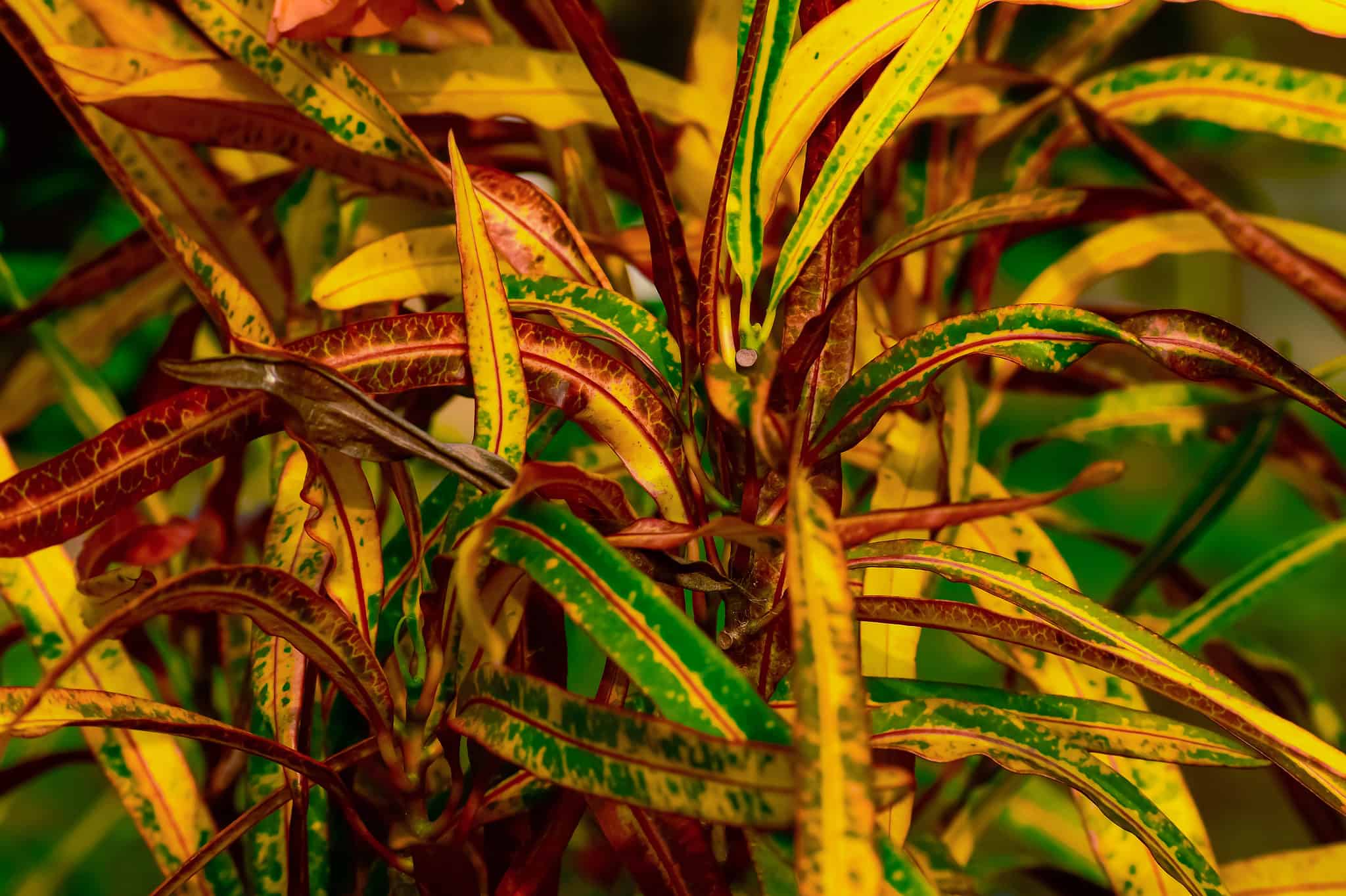 9 giống Croton: Các loại cây trồng trong nhà phổ biến và quý hiếm ⋆ Cá ...
