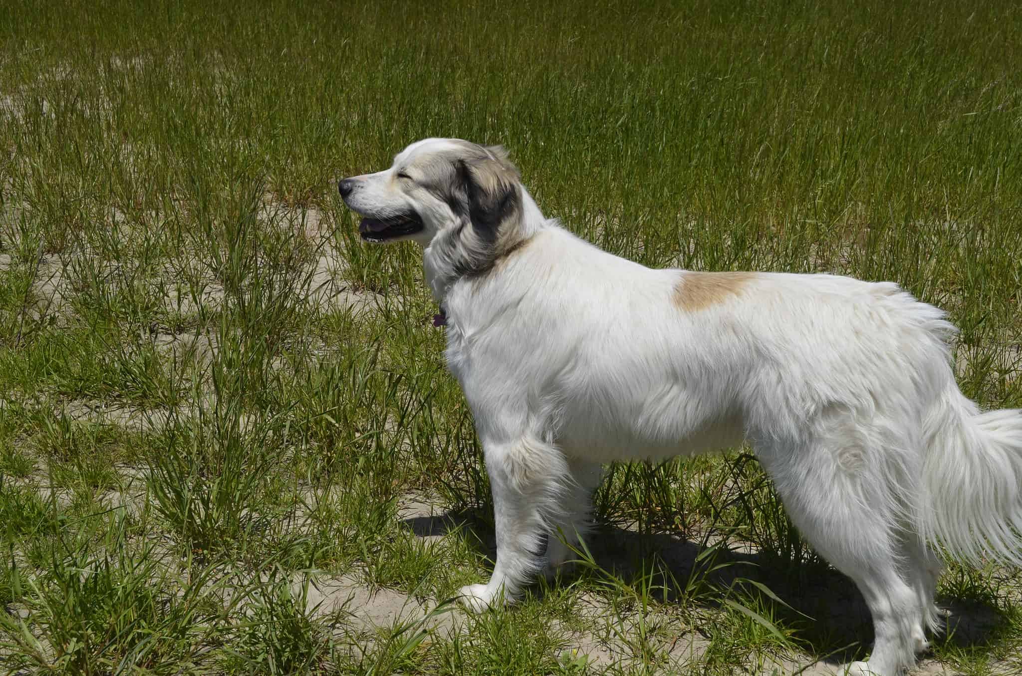Great Pyrenees Mix Dog Breed Complete Guide - A-Z Animals