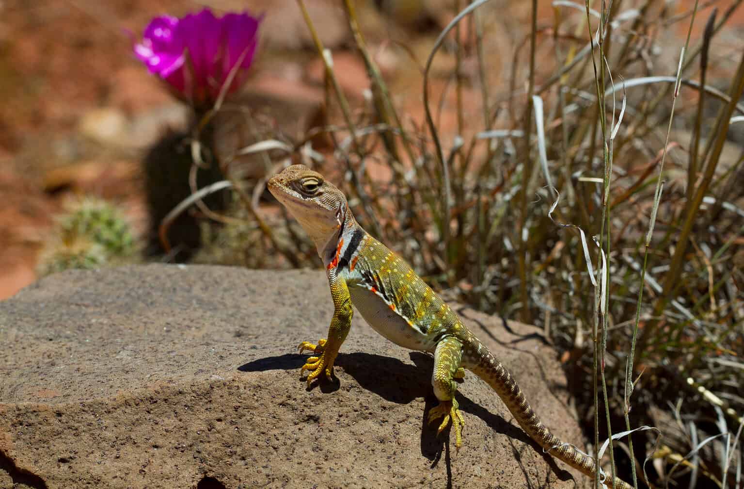 Meet the Animals Living in Petrified Forest National Park - A-Z Animals