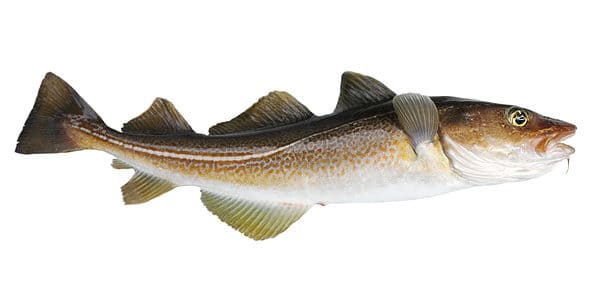 14 Types of Cod Fish Ranked by Size - A-Z Animals