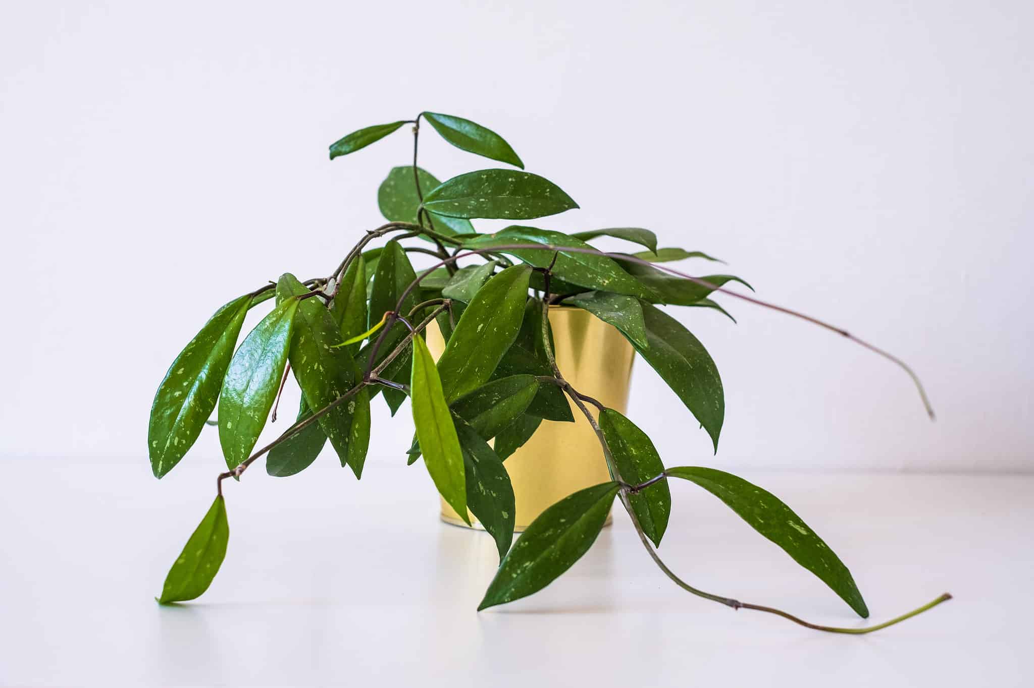 14 Types of Variegated Hoya Plants - A-Z Animals