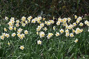10 Types of Jonquil Daffodils - A-Z Animals