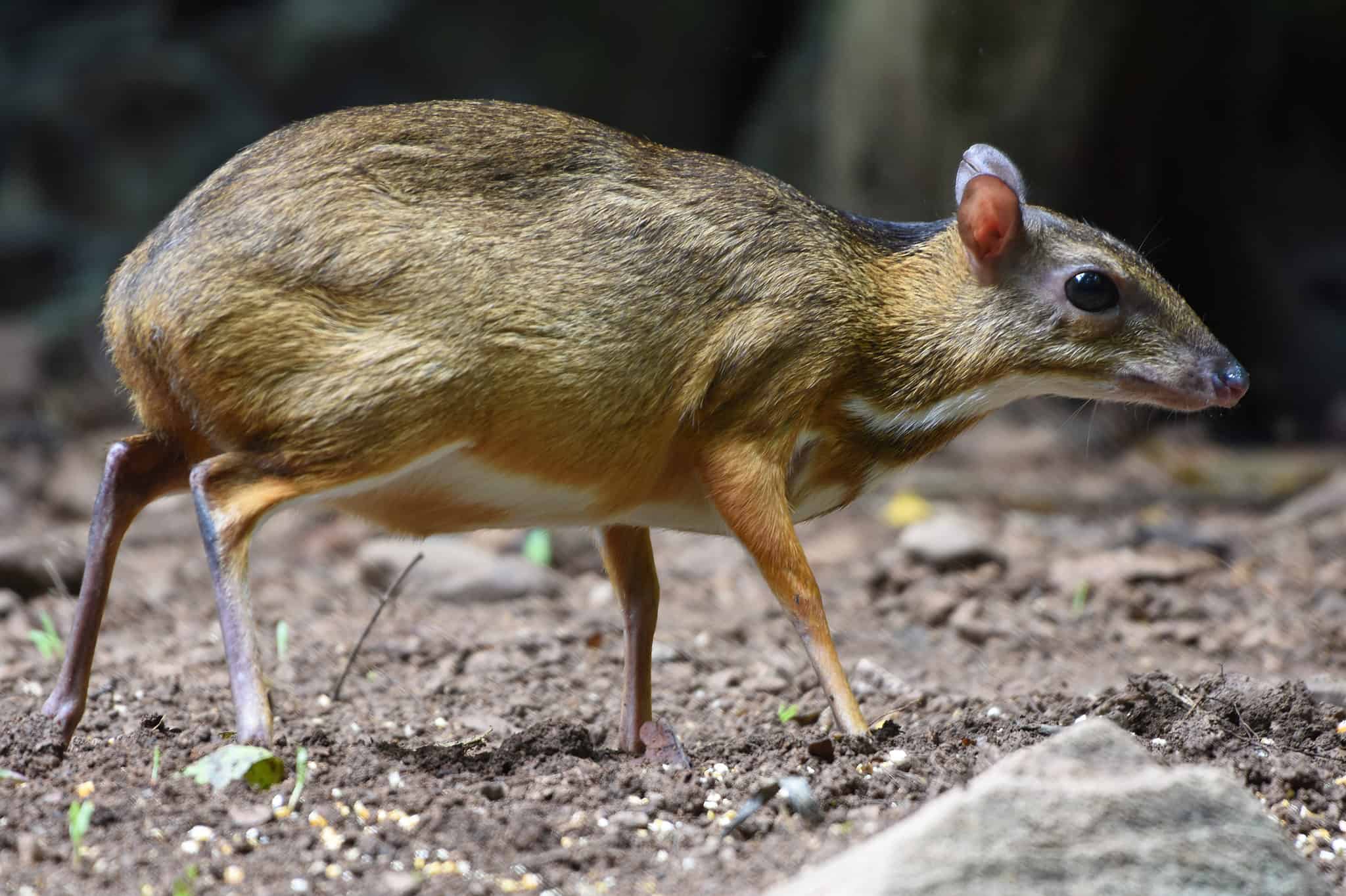 Mouse-Deer (Chevrotain) Animal Facts - Tragulidae - A-Z Animals