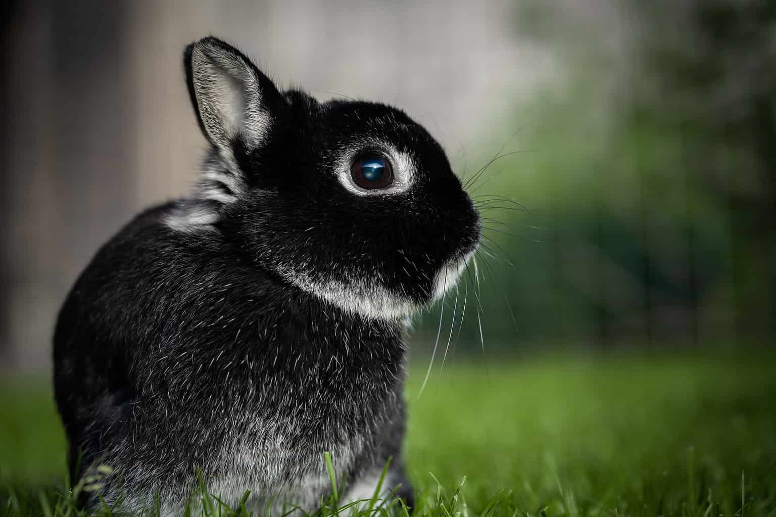 Netherland Dwarf Rabbit Animal Facts - Oryctolagus cuniculus - A-Z Animals