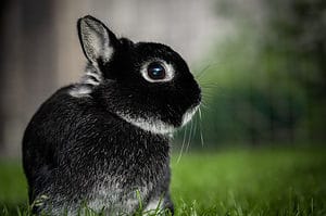 Netherland Dwarf Rabbit - A-Z Animals