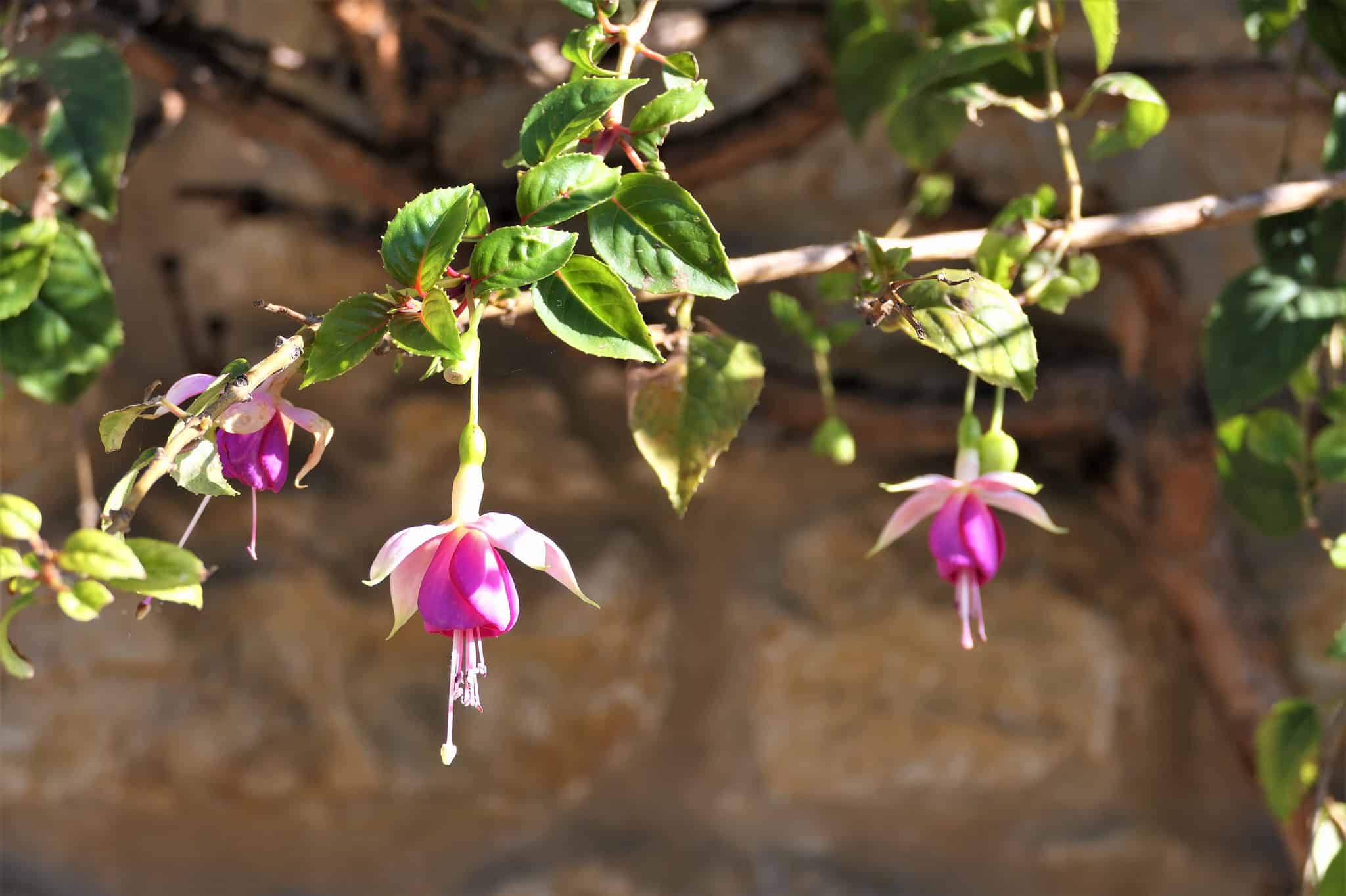Fuchsia Bonsai Tree Varieties, Care, and Propagation Tips