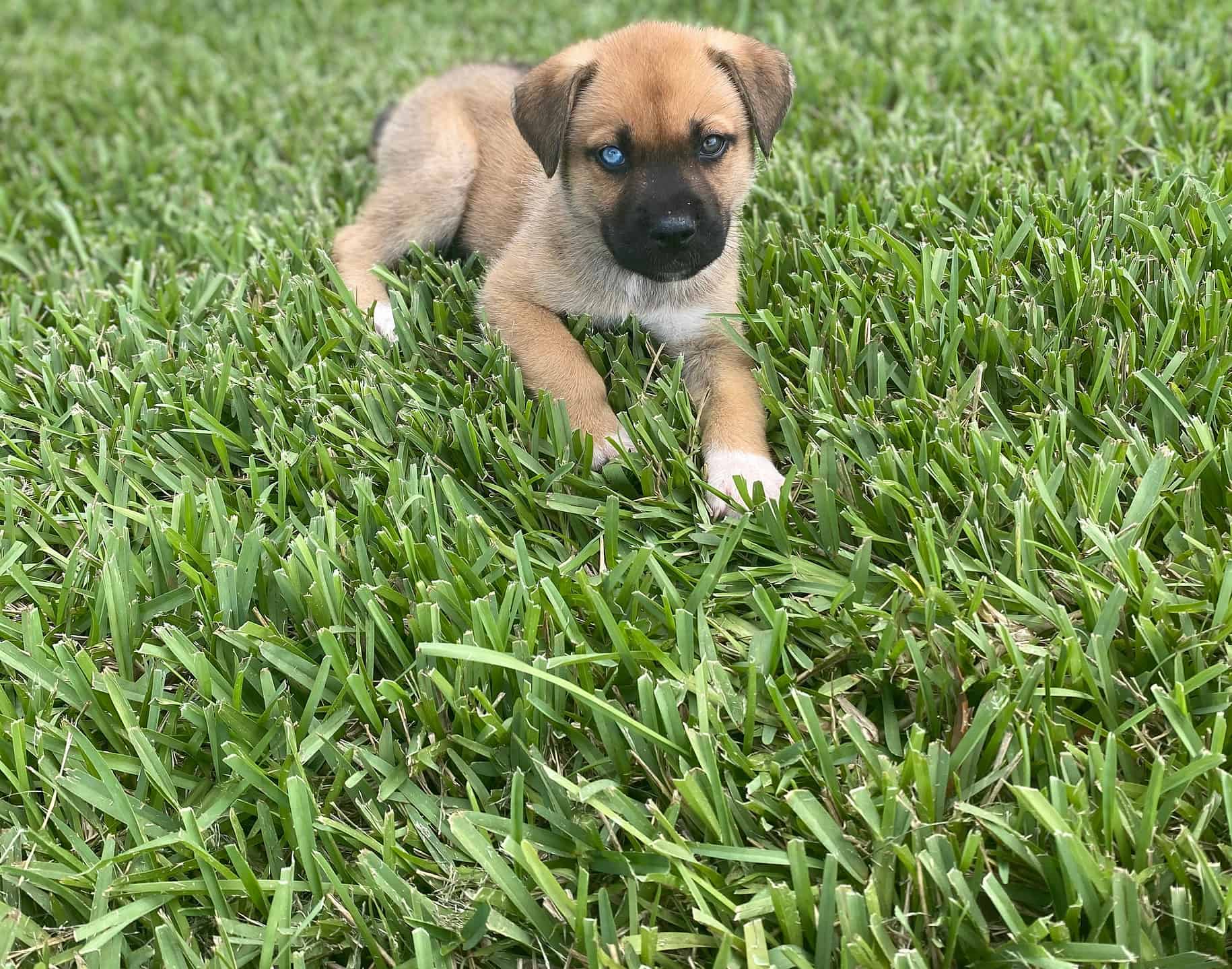 Mastiff Mix Dog Breed Complete Guide - A-Z Animals