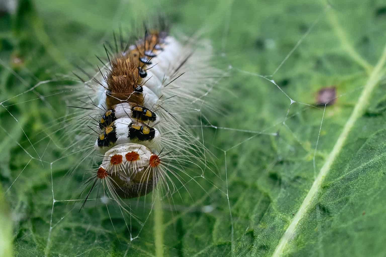 Tussock Moth Caterpillar Insect Facts - A-Z Animals