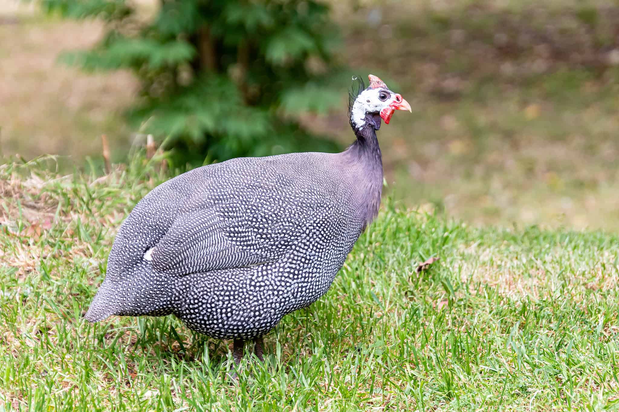 Guinea Fowl Meat: 10 Reasons to Try This Flavorful and Nutritious Meat ...