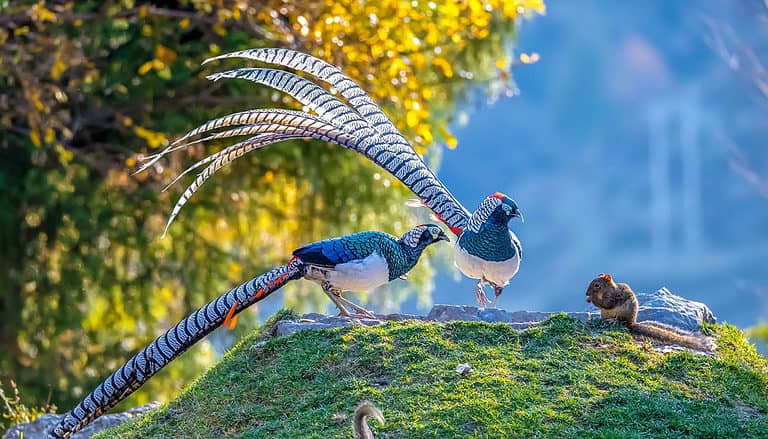 Take A Look At These 10 Beautiful Types Of Pheasants - A-Z Animals