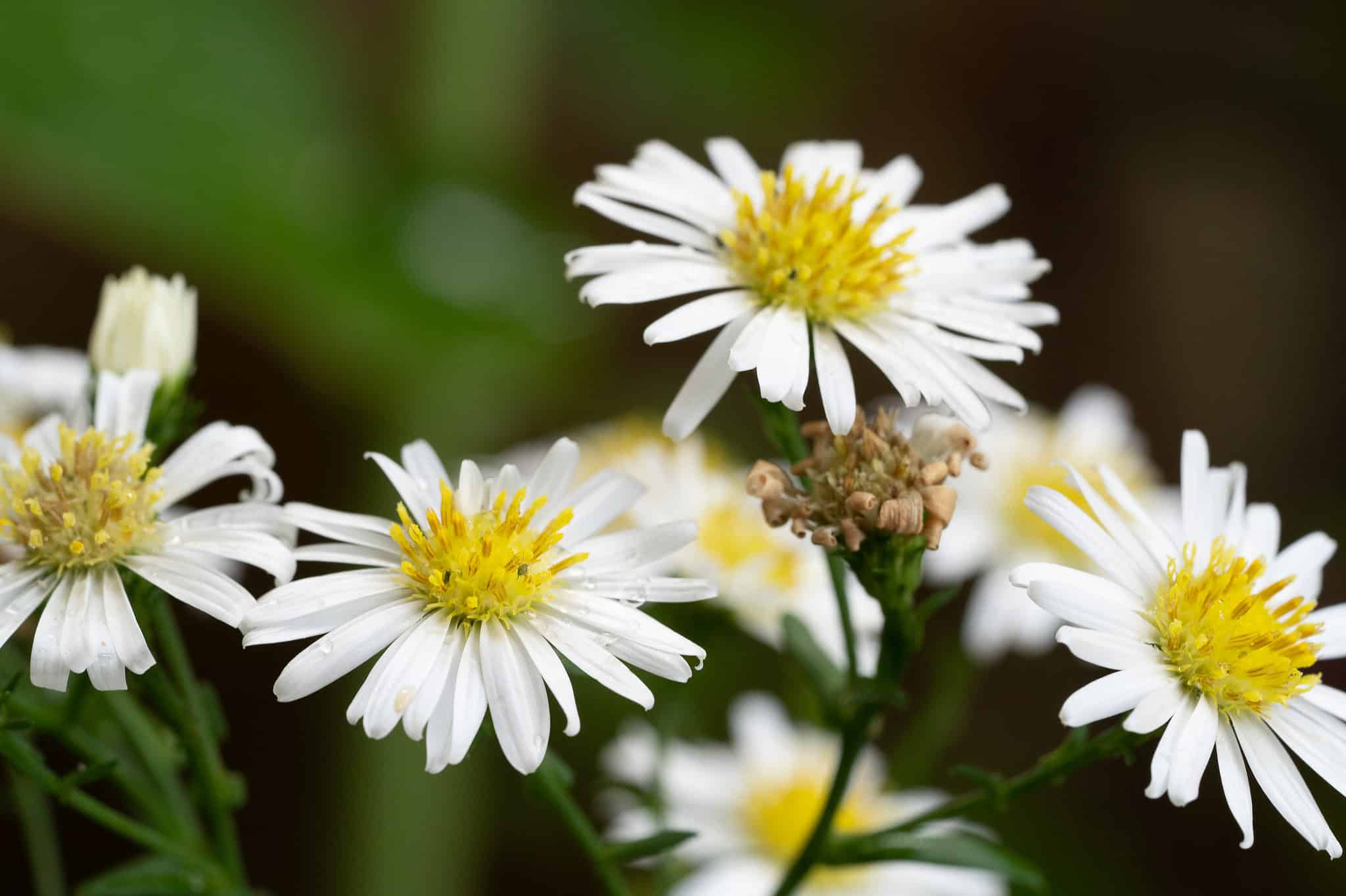 10 Native Plants in Nebraska - A-Z Animals