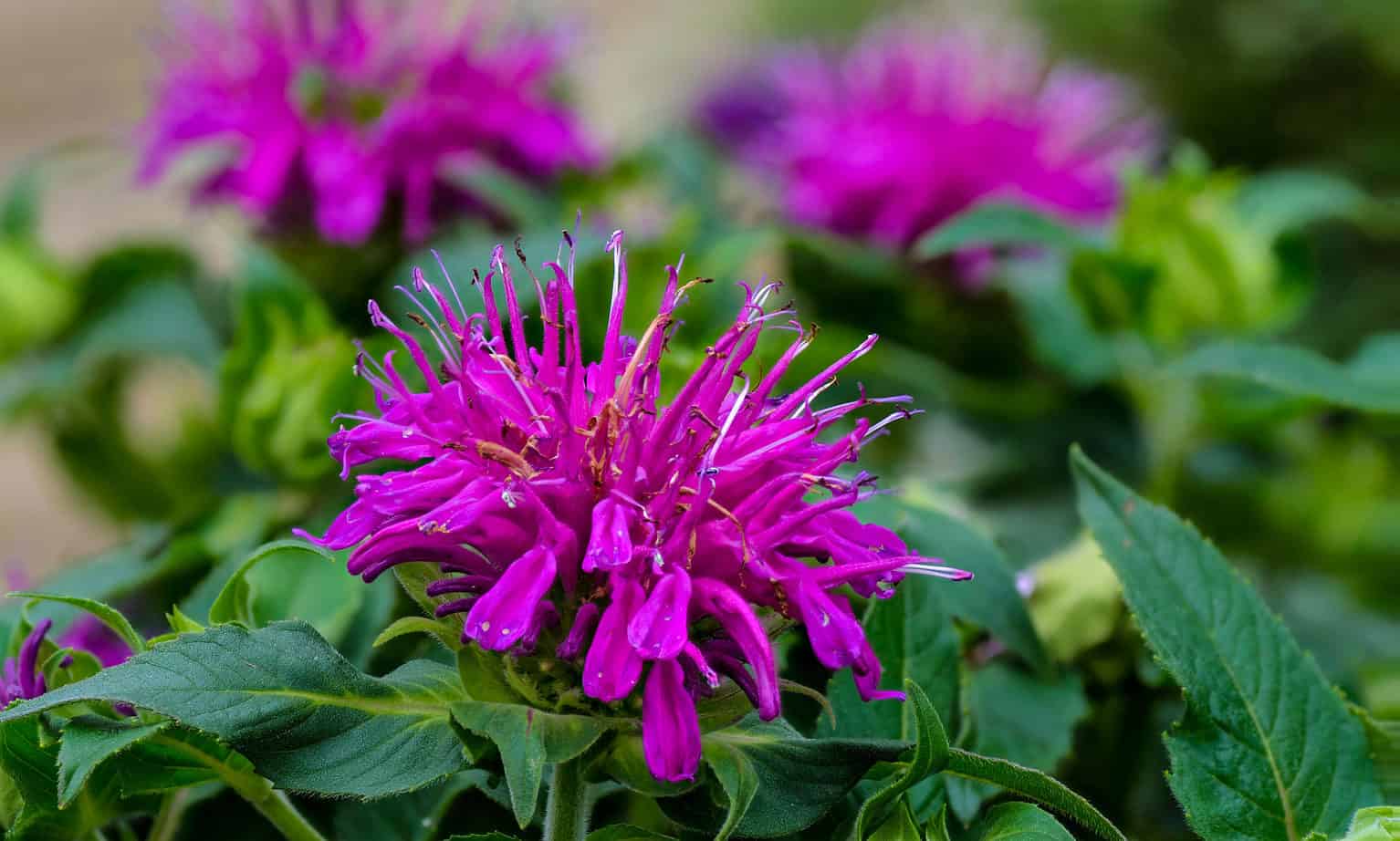 10 Native Plants in Nebraska - A-Z Animals