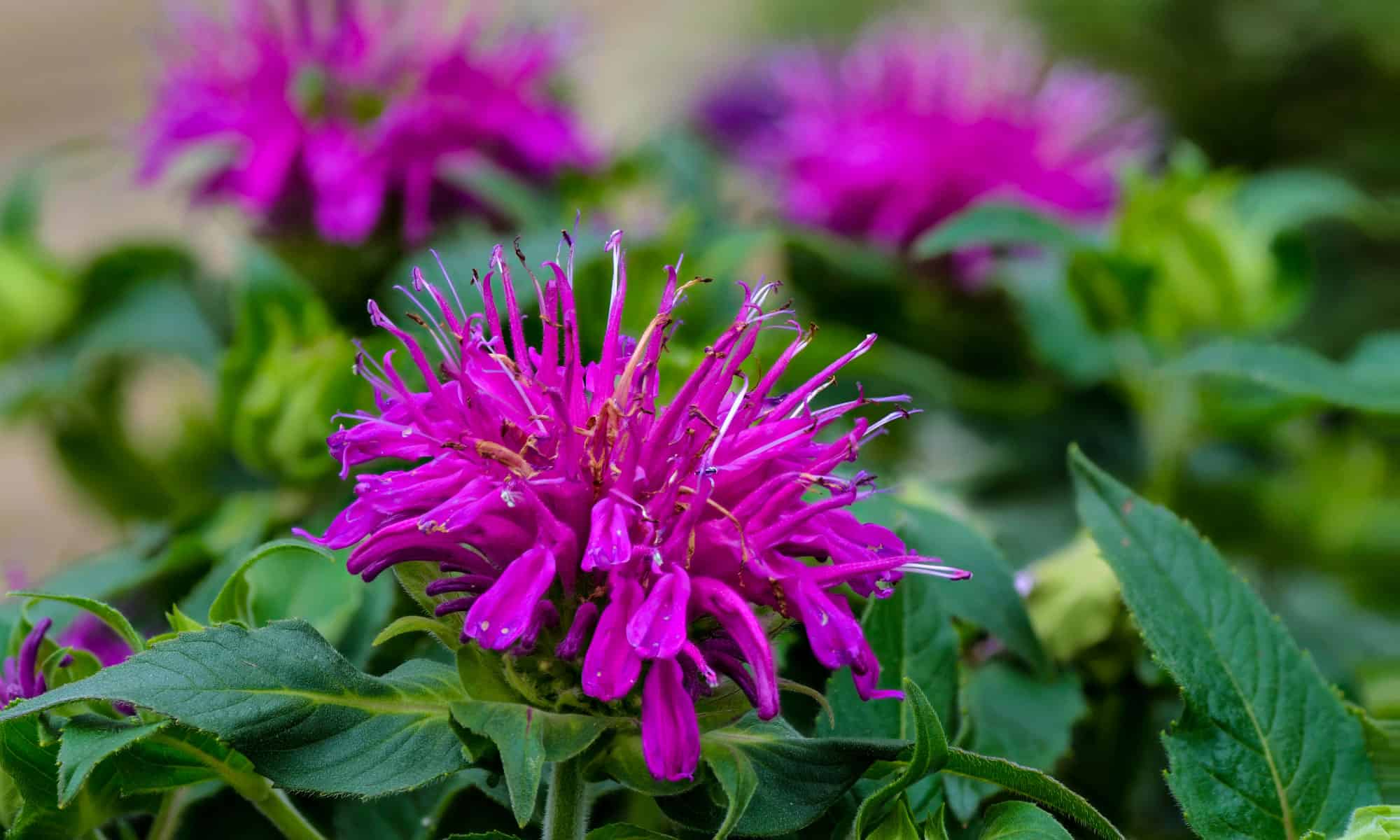 10 Native Plants in Nebraska - A-Z Animals