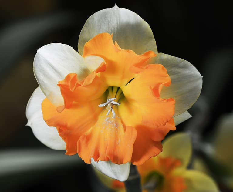 10 Types of Split-Cupped Daffodils - A-Z Animals