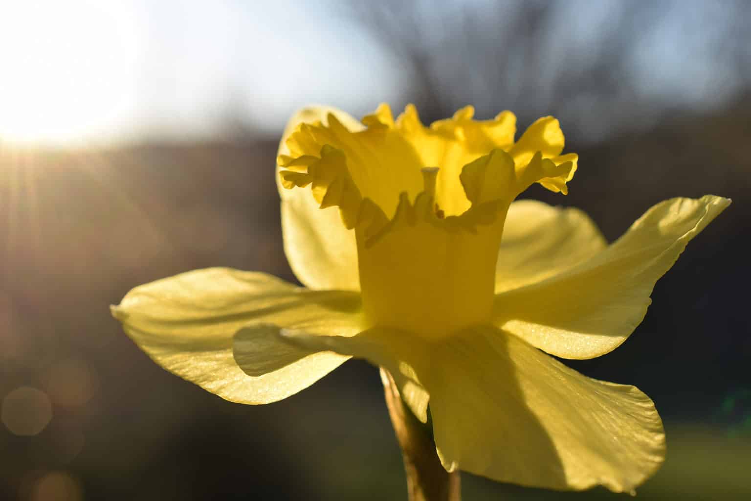 10 Types Of Yellow Daffodils - A-Z Animals