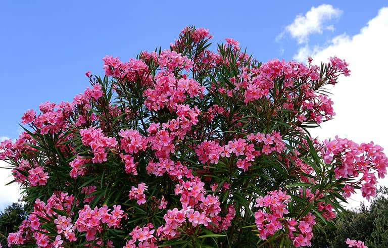 11 Incredible Trees Native to Spain - A-Z Animals