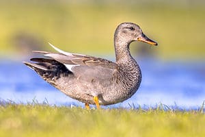 7 Types of Dabbling Ducks - A-Z Animals